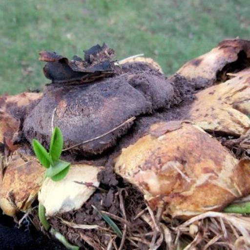 Many-rooted Earthball (Scleroderma Polyrhizum) Mushroom Identification ...