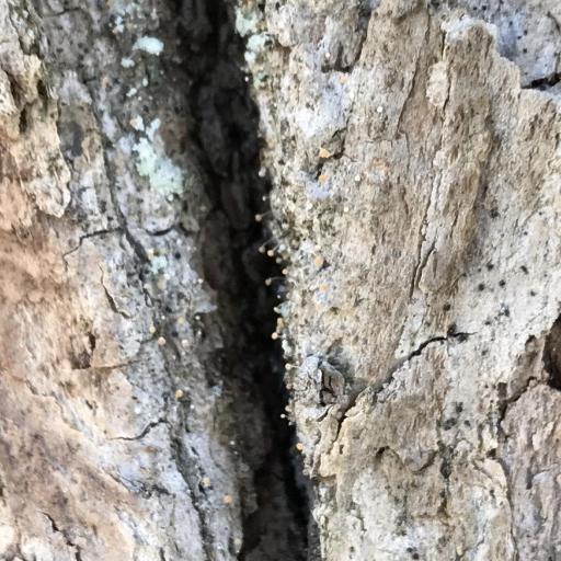 Sclerophora Pallida Mushroom Identification, Habitat & Uses