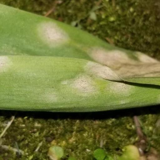 Septoria Mushroom Identification, Habitat & Uses
