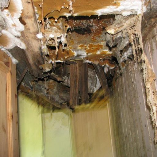 Dry Rot (Serpula Lacrymans) Mushroom Identification, Habitat & Uses