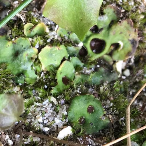 Common Chocolate Chip Lichen (Solorina Saccata) Mushroom Identification ...
