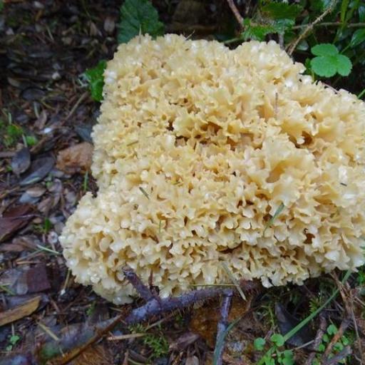 Cauliflower Fungus (Sparassis Crispa) Mushroom Identification, Habitat ...