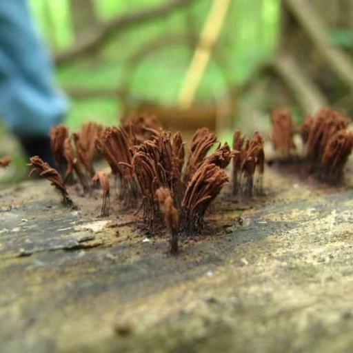Chocolate Tube Slime (Stemonitis Splendens) Mushroom Identification ...