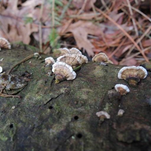 Bleeding Conifer Crust (Stereum Sanguinolentum) Mushroom Identification ...