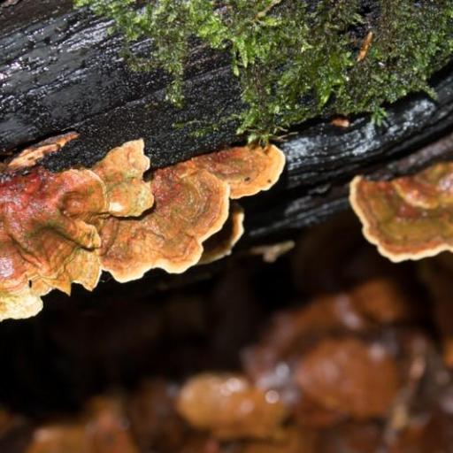 Yellowing Curtain Crust (Stereum Subtomentosum) Mushroom Identification ...
