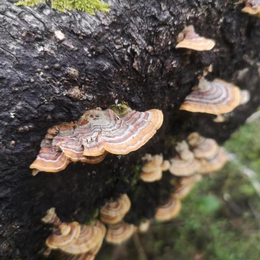 Stereum Versicolor Mushroom Identification, Habitat & Uses