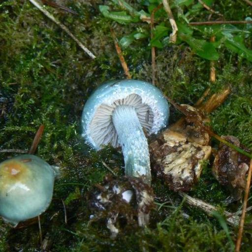 Blue Roundhead (Stropharia Caerulea) Mushroom Identification, Habitat ...