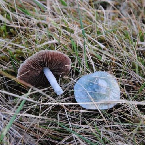 Blue Roundhead (Stropharia Cyanea) Mushroom Identification, Habitat & Uses