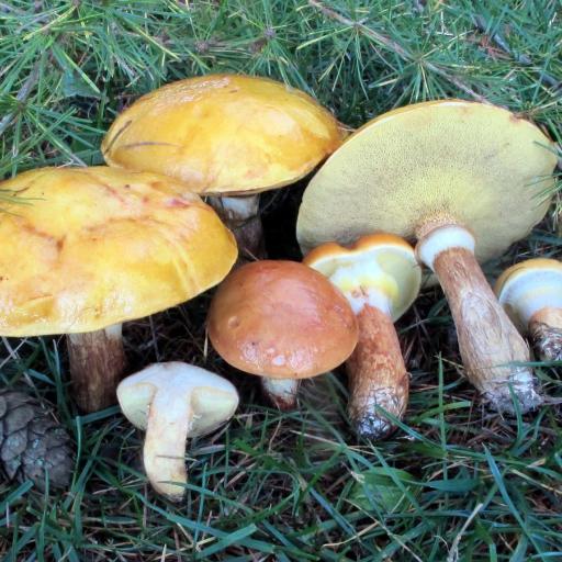 Larch Bolete (Suillus Grevillei) Mushroom Identification, Habitat & Uses