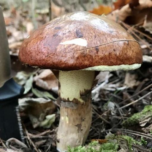 Purple-veiled Slippery Jack (Suillus Luteus) Mushroom Identification ...