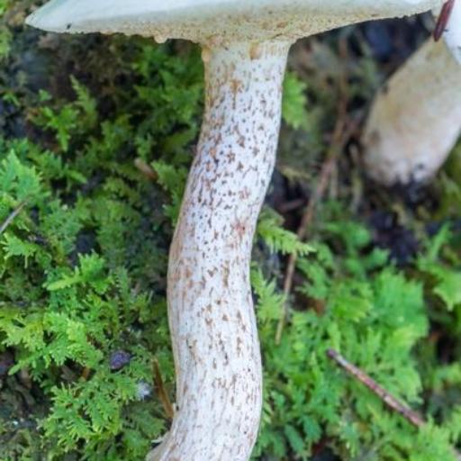White Suillus (Suillus Placidus) Mushroom Identification, Habitat & Uses