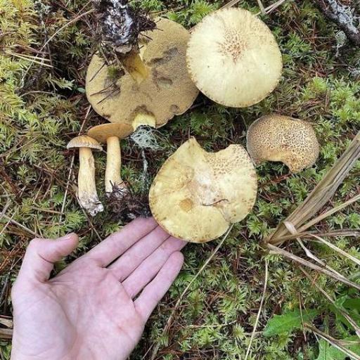 Blue-staining Slippery Jack (Suillus Tomentosus) Mushroom ...