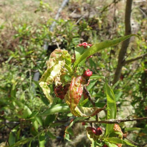 Peach Leaf Curl (Taphrina Deformans) Mushroom Identification, Habitat ...