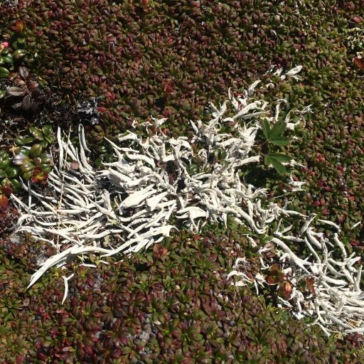 Whiteworm Lichen (Thamnolia Vermicularis) Mushroom Identification ...