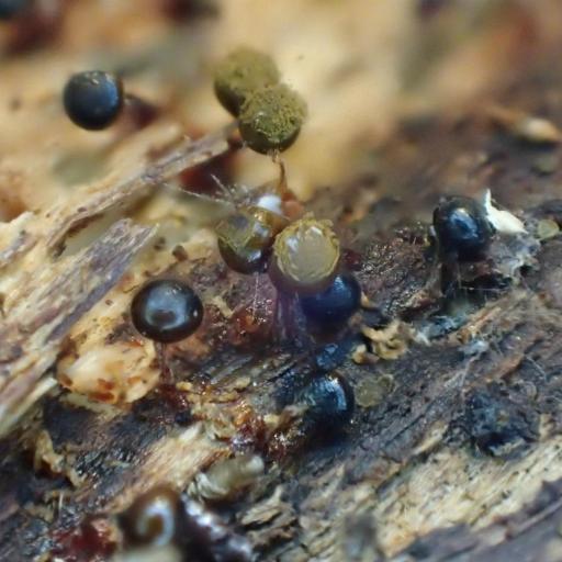 Trichia Crateriformis Mushroom Identification, Habitat & Uses