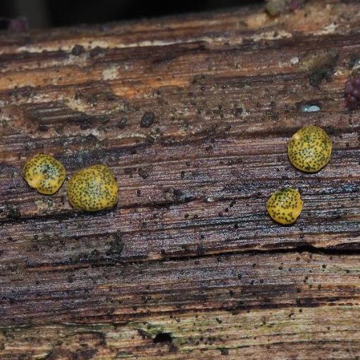 Trichoderma Aureoviride Mushroom Identification, Habitat & Uses