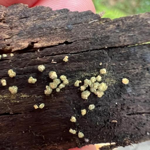 Trichoderma Gelatinosum Mushroom Identification, Habitat & Uses