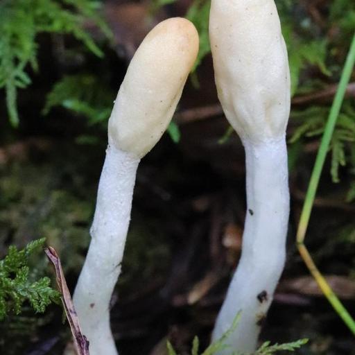 Trichoderma Leucopus Mushroom Identification, Habitat & Uses