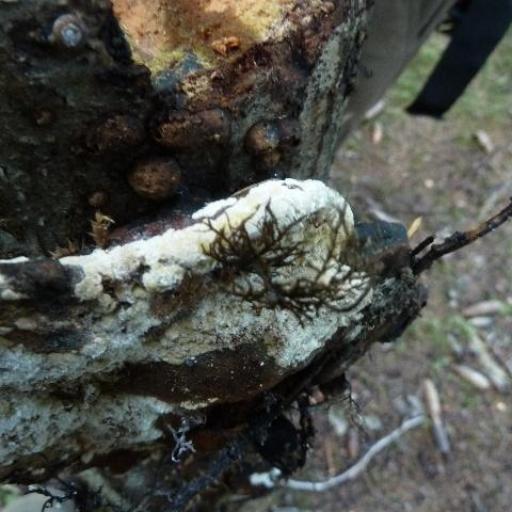 Ochre Cushion (Trichoderma Pulvinatum) Mushroom Identification, Habitat ...