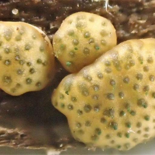 Trichoderma Strictipile Mushroom Identification, Habitat & Uses