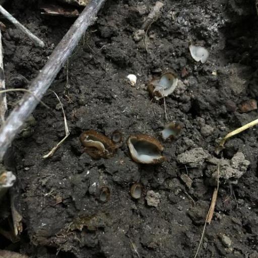 Trichophaea Mushroom Identification, Habitat & Uses