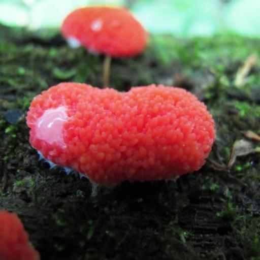 Red Raspberry Slime Mold (Tubifera Ferruginosa) Mushroom Identification ...