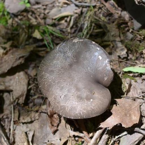 Black Velvet Bolete (Tylopilus Alboater) Mushroom Identification ...