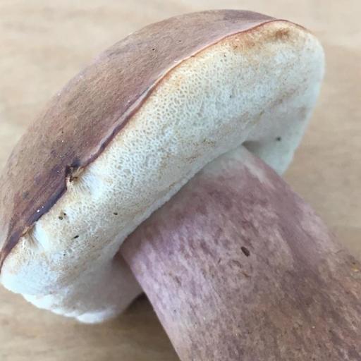 Tylopilus Ferrugineus Mushroom Identification, Habitat & Uses