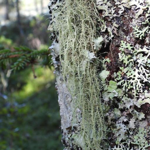 Fishbone Beard Lichen (Usnea Dasopoga) Mushroom Identification, Habitat ...