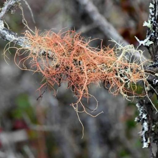 Red Beard Lichen (Usnea Rubicunda) Mushroom Identification, Habitat & Uses