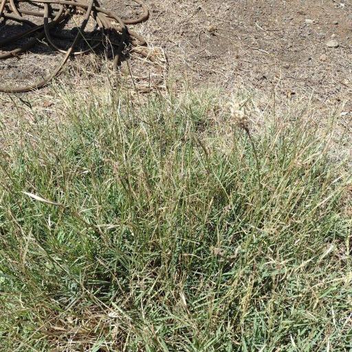 Bermuda Grass Smut (Ustilago Cynodontis) Mushroom Identification ...