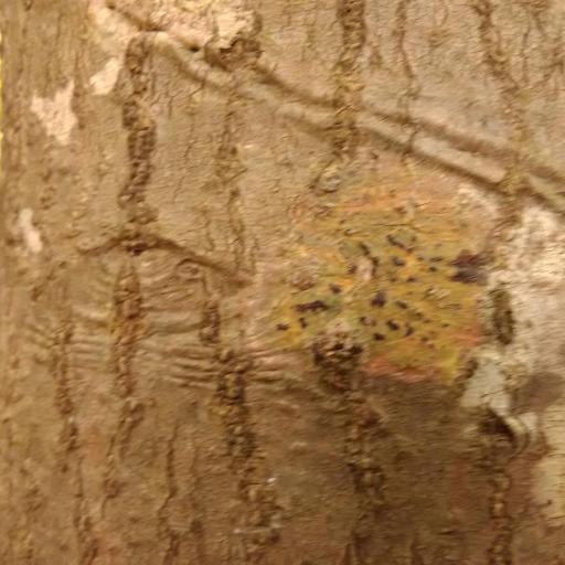 Speckled Blister Lichen (Viridothelium Virens) Mushroom Identification, Habitat & Uses