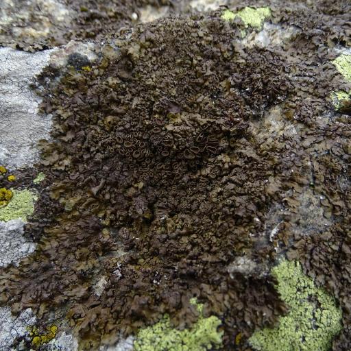 Xanthoparmelia Pulla Mushroom Identification, Habitat & Uses