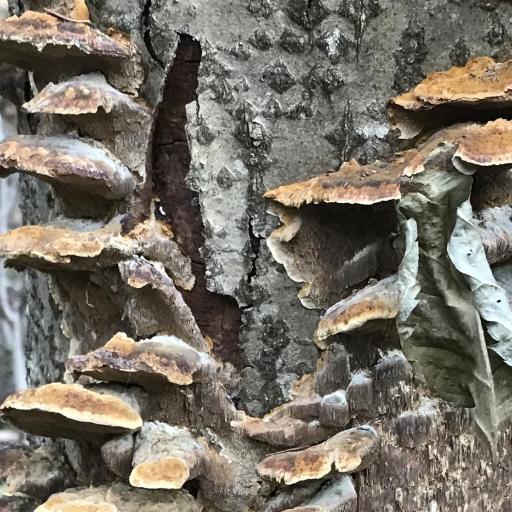 Alder Bracket (Xanthoporia Radiata) Mushroom Identification, Habitat & Uses