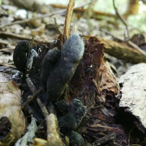 Dead Man's Fingers (Xylaria Polymorpha) Mushroom Identification ...