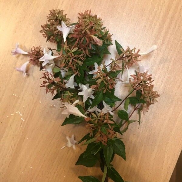 Lacy Honeysuckle (Abelia Biflora) Care Guide: Water, Soil & Propagation ...