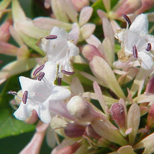 Chinese Abelia (Abelia Chinensis) Plant Care & How to Grow, Water