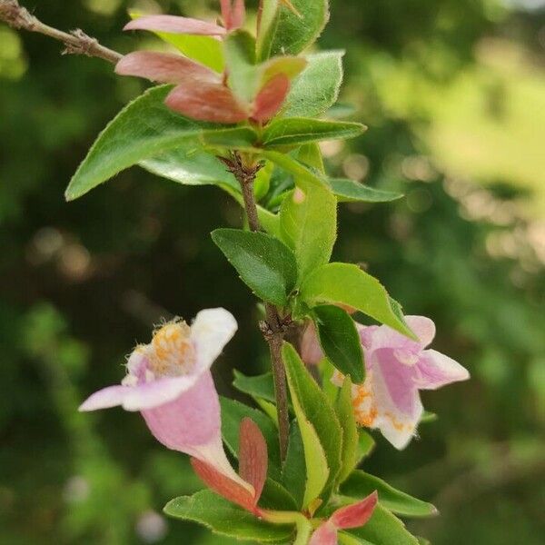 Abelia Engleriana Plant Care & How to Grow, Water