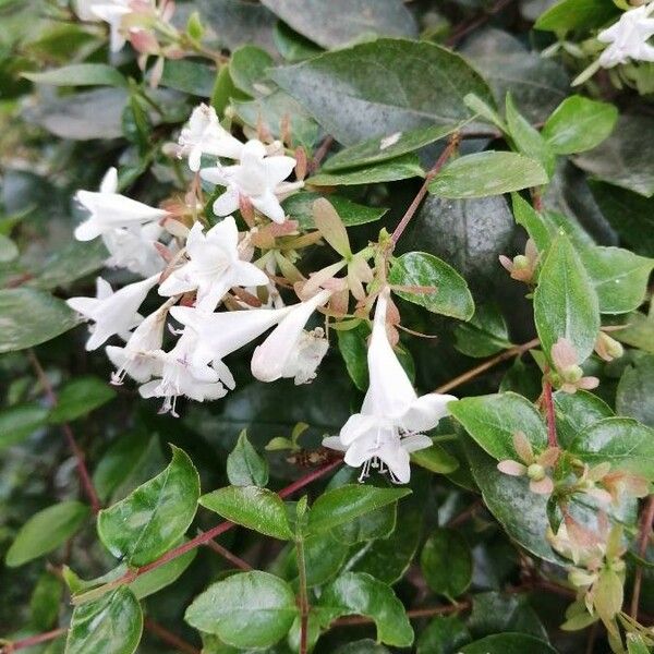Abelia Grandiflora (Abelia Grandifolia) Plant Care & How to Grow, Water