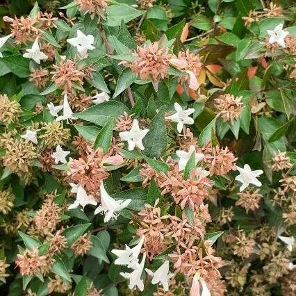Abelia Triflora Plant Care & How to Grow, Water