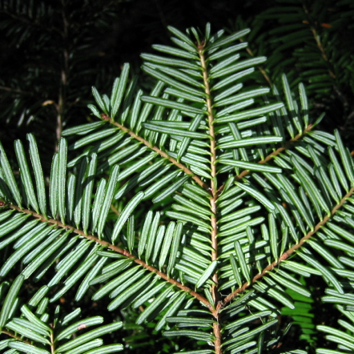 Silver Princess (Eucalyptus Caesia) Plant Care & How to Grow, Water