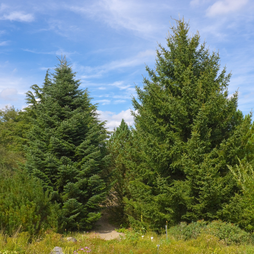Grecian Fir (Abies Cephalonica) Plant Care & How to Grow, Water