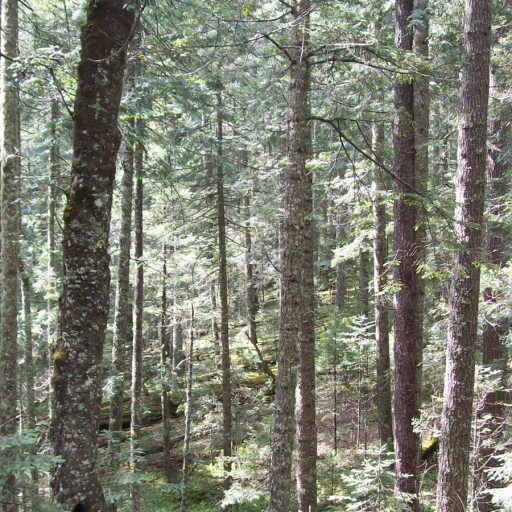 Durango Fir (Abies Durangensis) Plant Care & How to Grow, Water