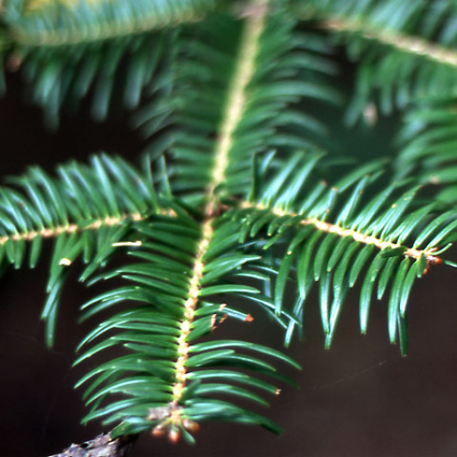 Momi Fir (Abies Firma) Care Guide: Water, Soil & Propagation - Plantiary