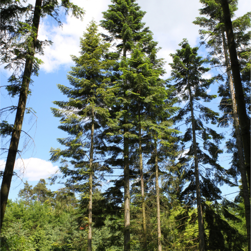 Grand Fir (Abies Grandis) Plant Care & How to Grow, Water