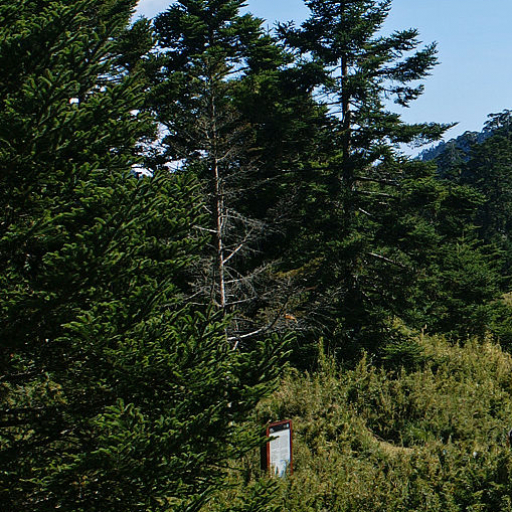 Taiwan Fir (Abies Kawakamii) Plant Care & How to Grow, Water