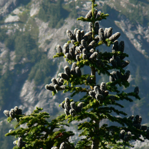 Subalpine Fir (Abies Lasiocarpa) Care Guide: Water, Soil & Propagation ...