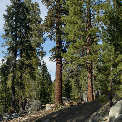 California Red Fir (Abies Magnifica) Plant Care & How to Grow, Water