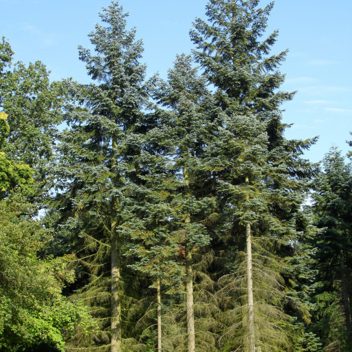 Noble Fir (Abies Procera) Plant Care & How to Grow, Water