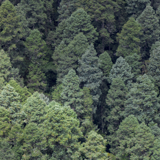 Sacred Fir (Abies Religiosa) Plant Care & How to Grow, Water